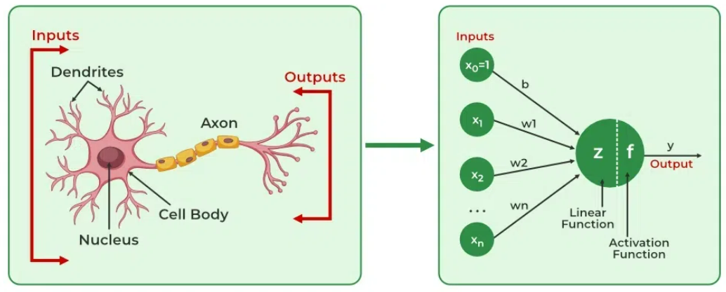 From Brain Neurons → to Artificial Neurons - AI Knowledge Hub